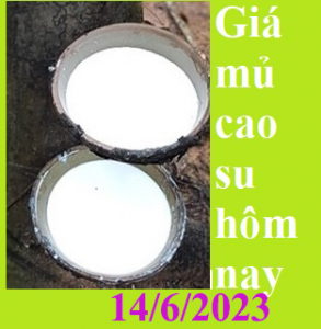 huynhducdinh.com | Cung cấp giống cao su tốt nhất hiện nay